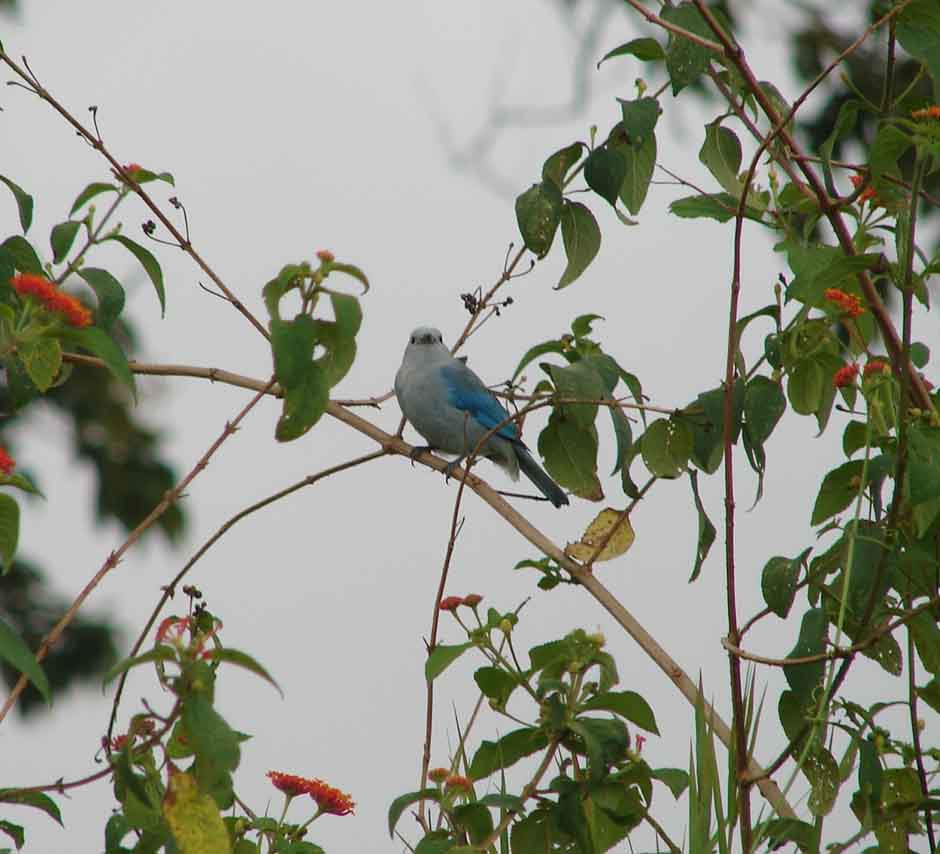Foto de Guatuso, Costa Rica