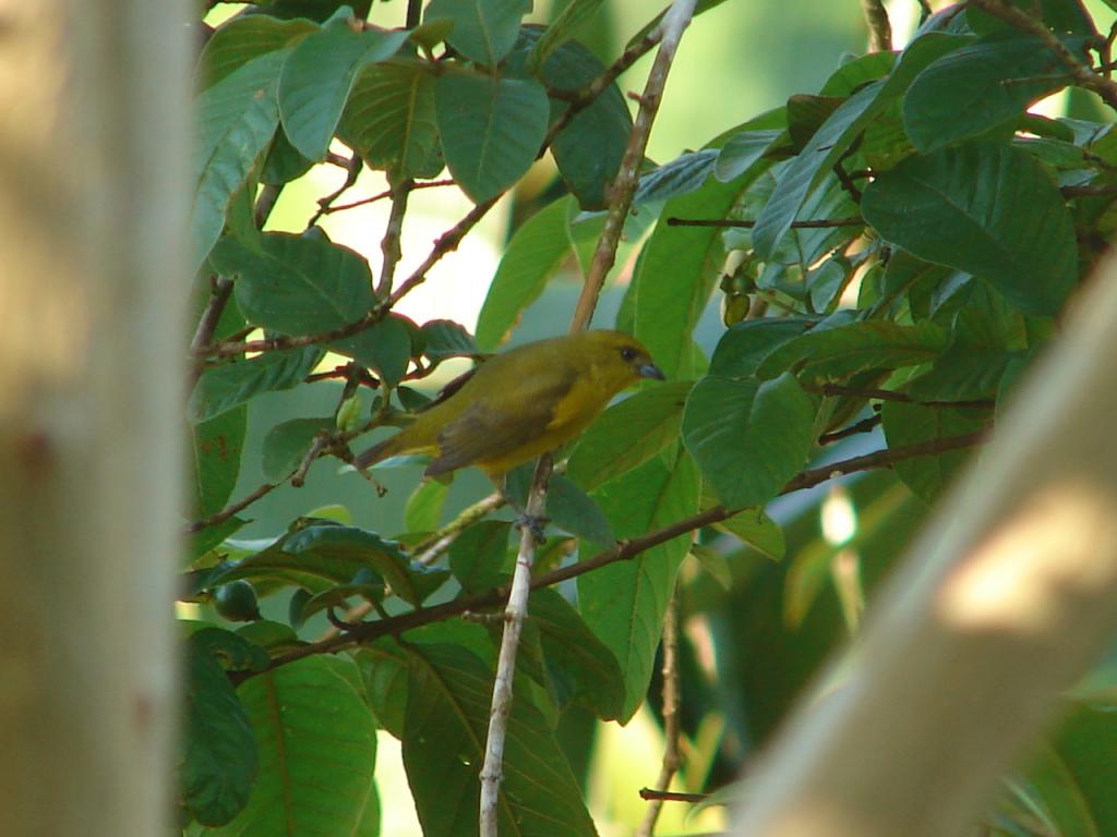 Foto de San Ramon (Alajuela), Costa Rica