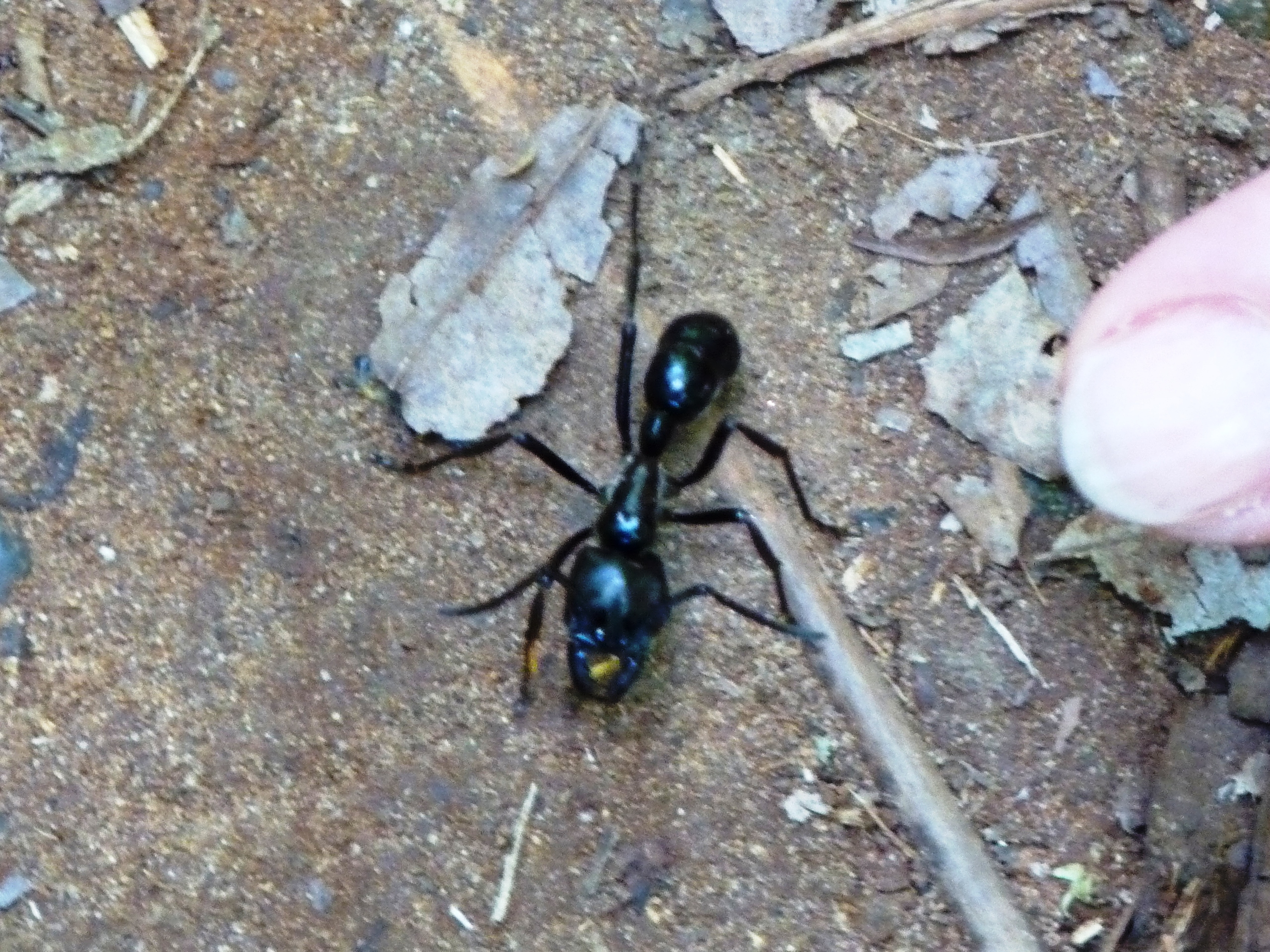 Foto: Hormiga gigante - Cataratas del Iguazú (Misiones), Argentina