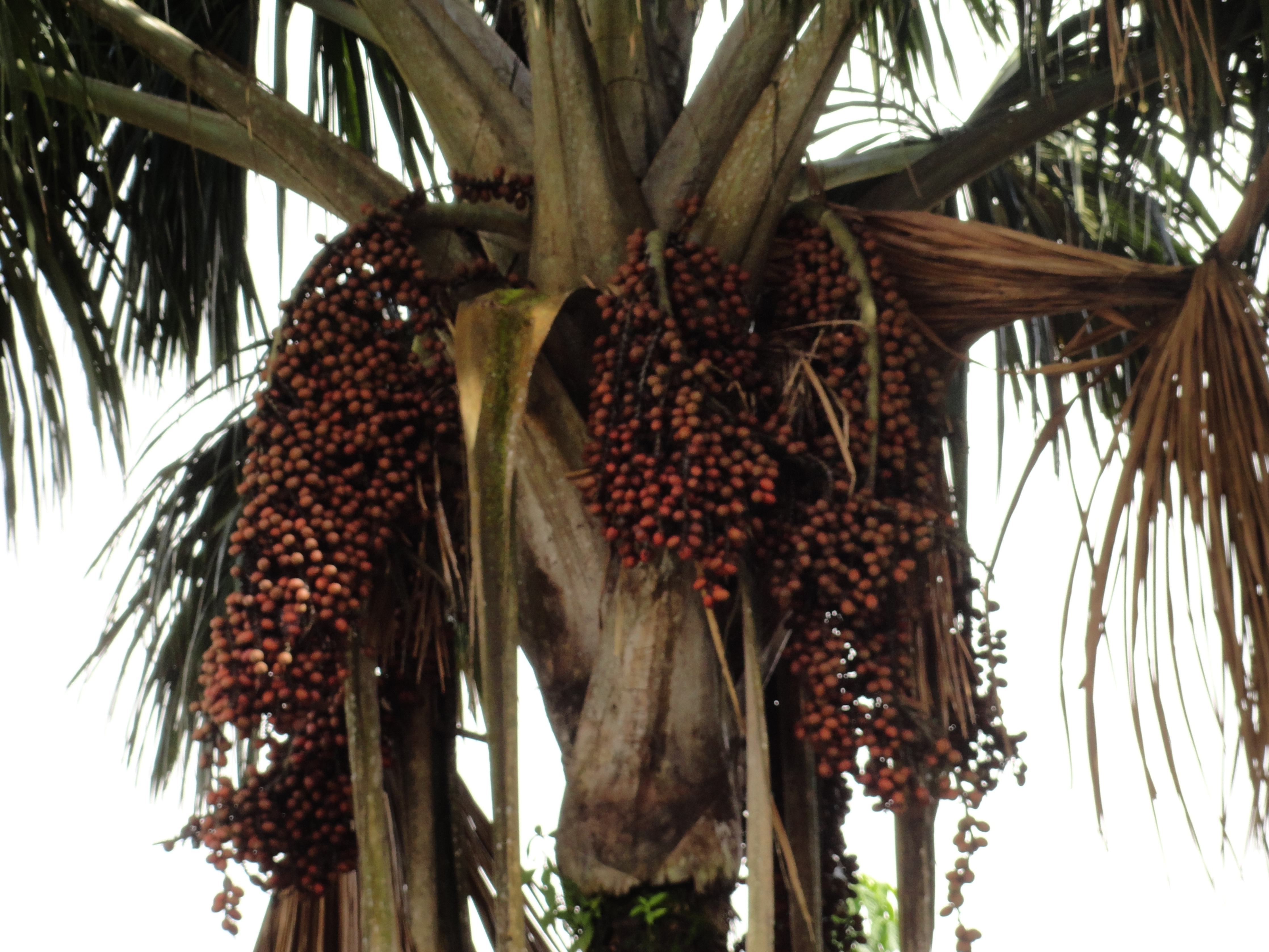 Foto: Morete - Puyo (Pastaza), Ecuador