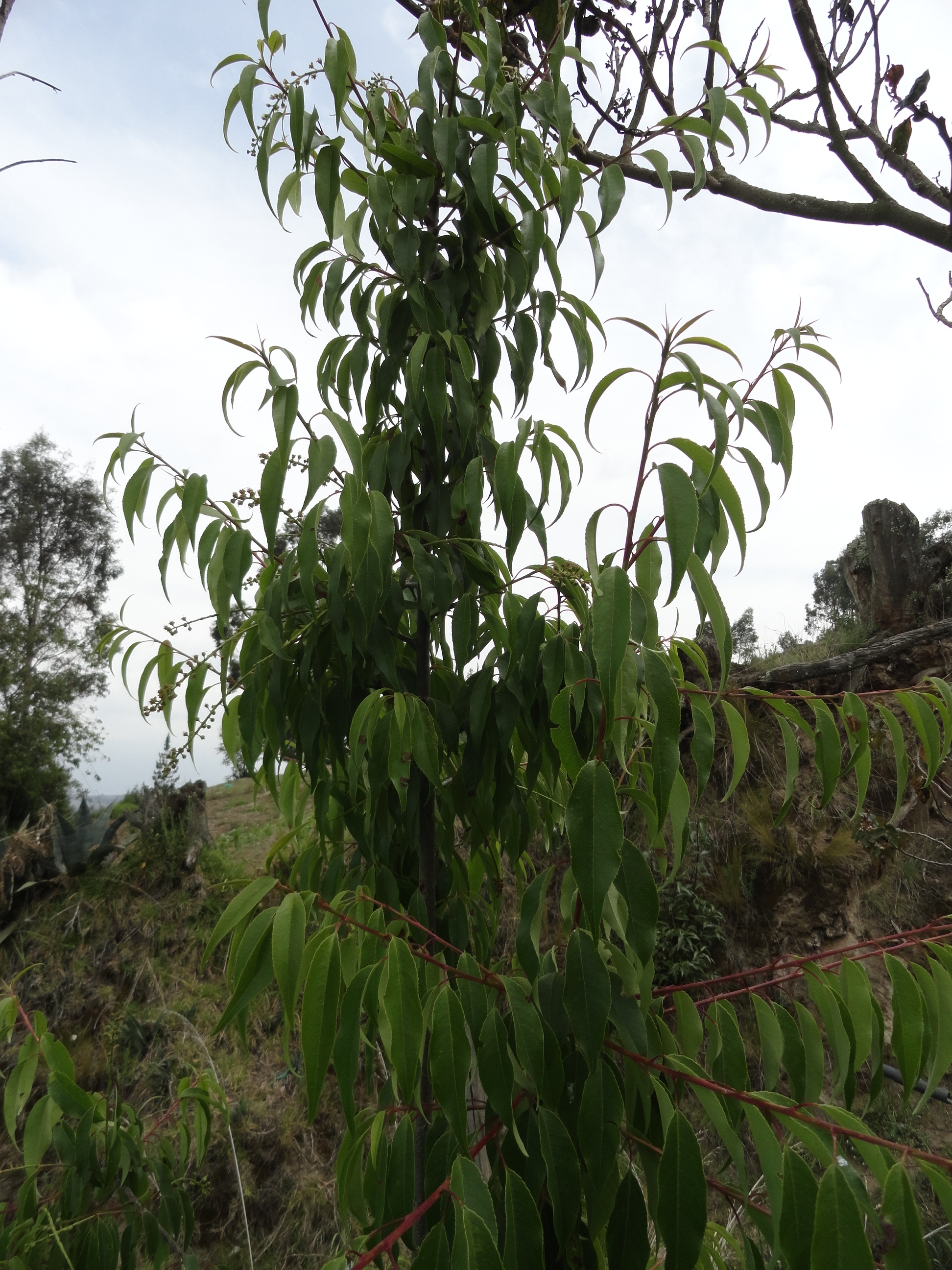 Foto: Mata de capuli - Colta Cantón (Chimborazo), Ecuador