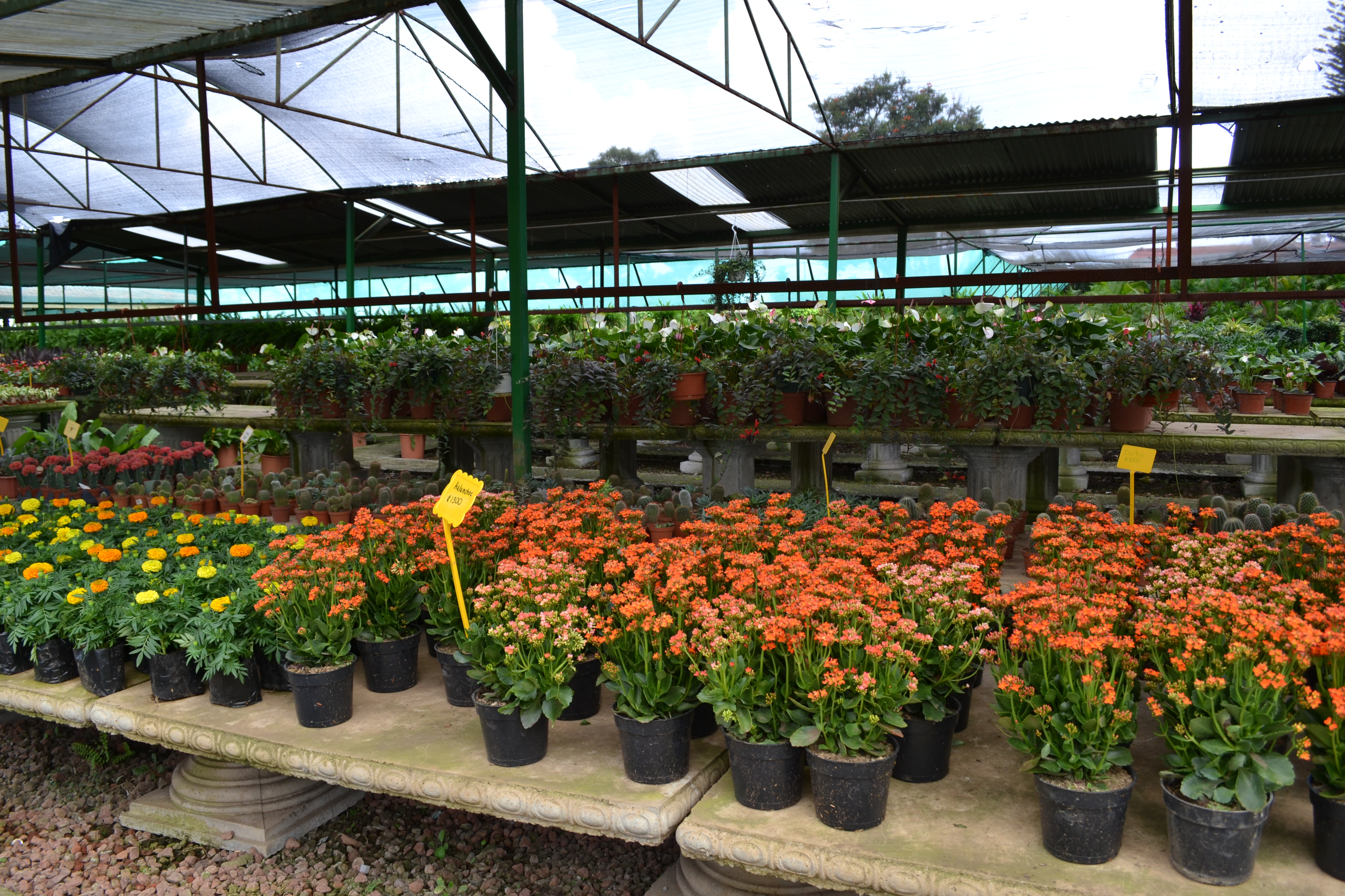 Foto: Vivero Central - La Garita (Alajuela), Costa Rica