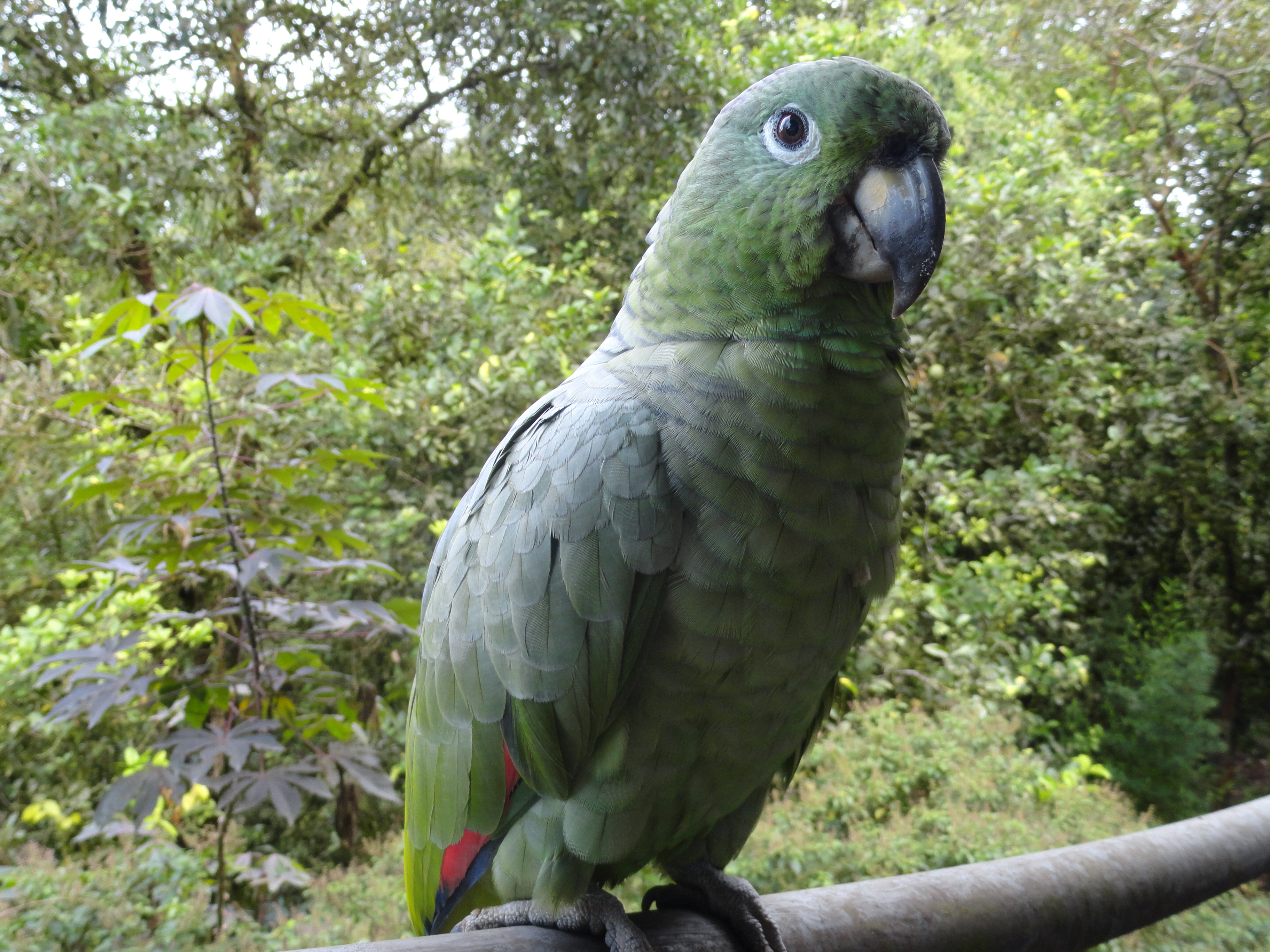 Foto: Loro Real - Shell (Pastaza), Ecuador