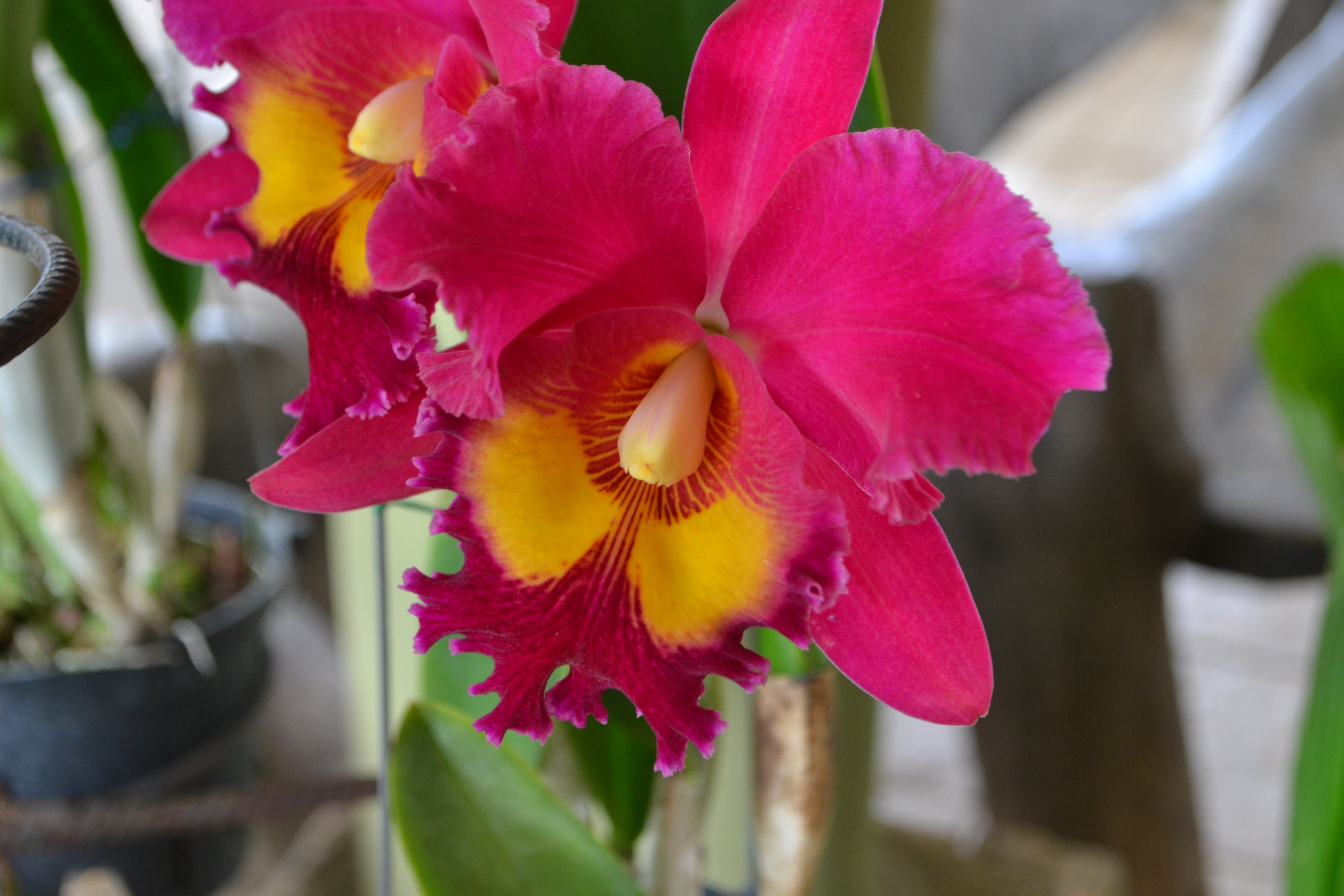 Foto: ORQUIDEAS DE COSTA RICA - Alajuela, Costa Rica