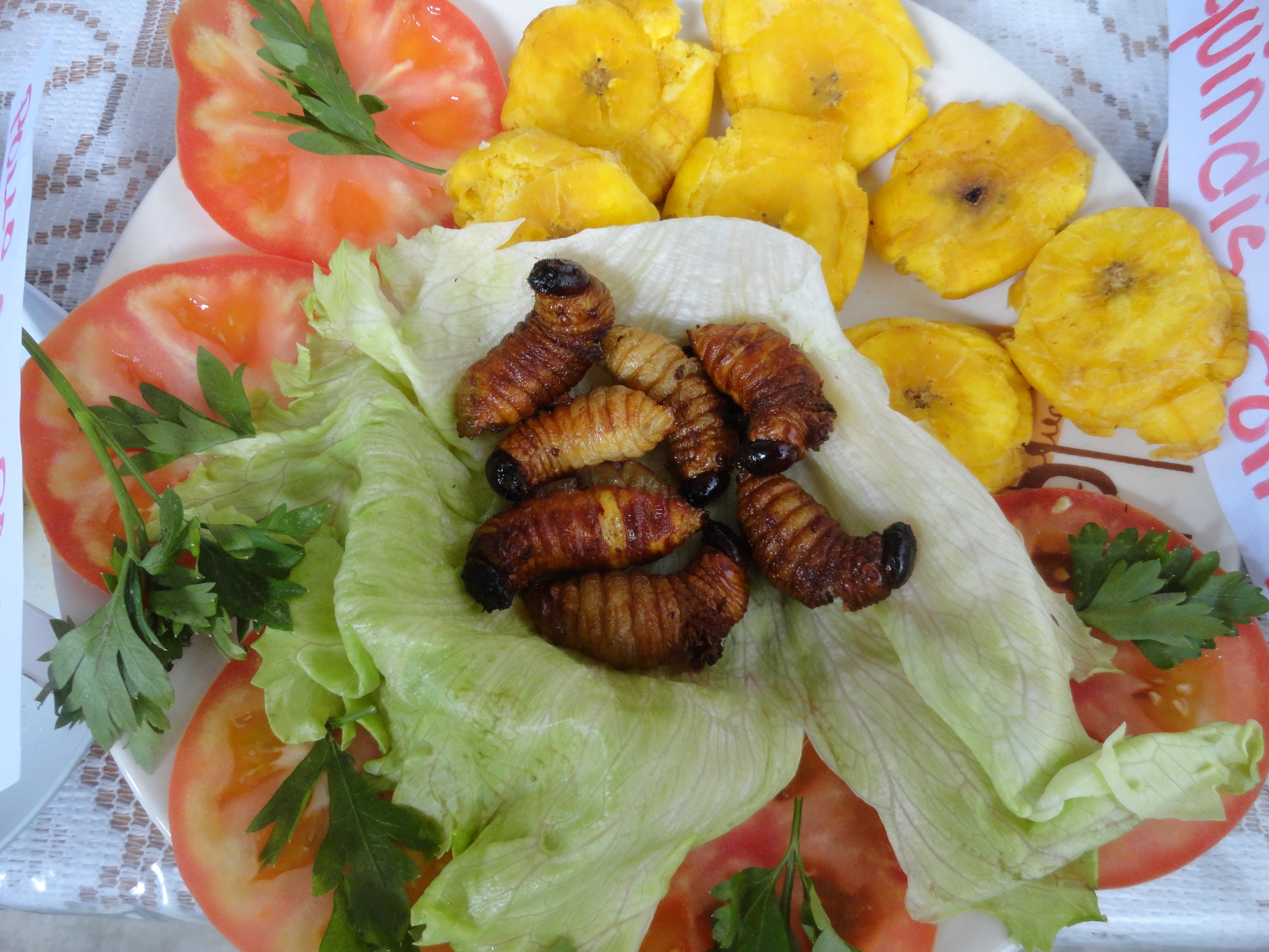 Foto: El chontacuro - Simón Bolívar (Pastaza), Ecuador