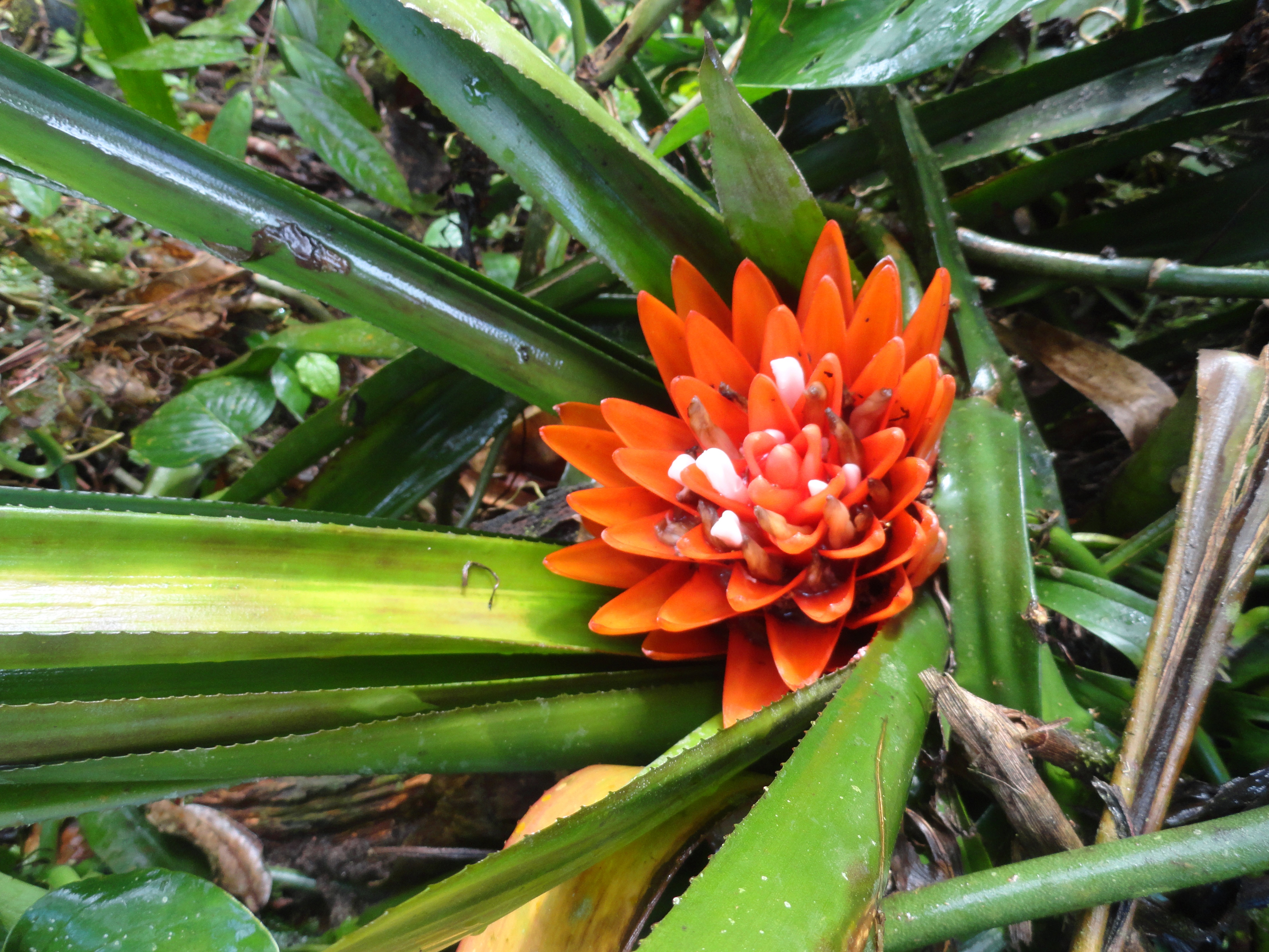 Foto: Flores silvestres bromelias - Shell (Pastaza), Ecuador