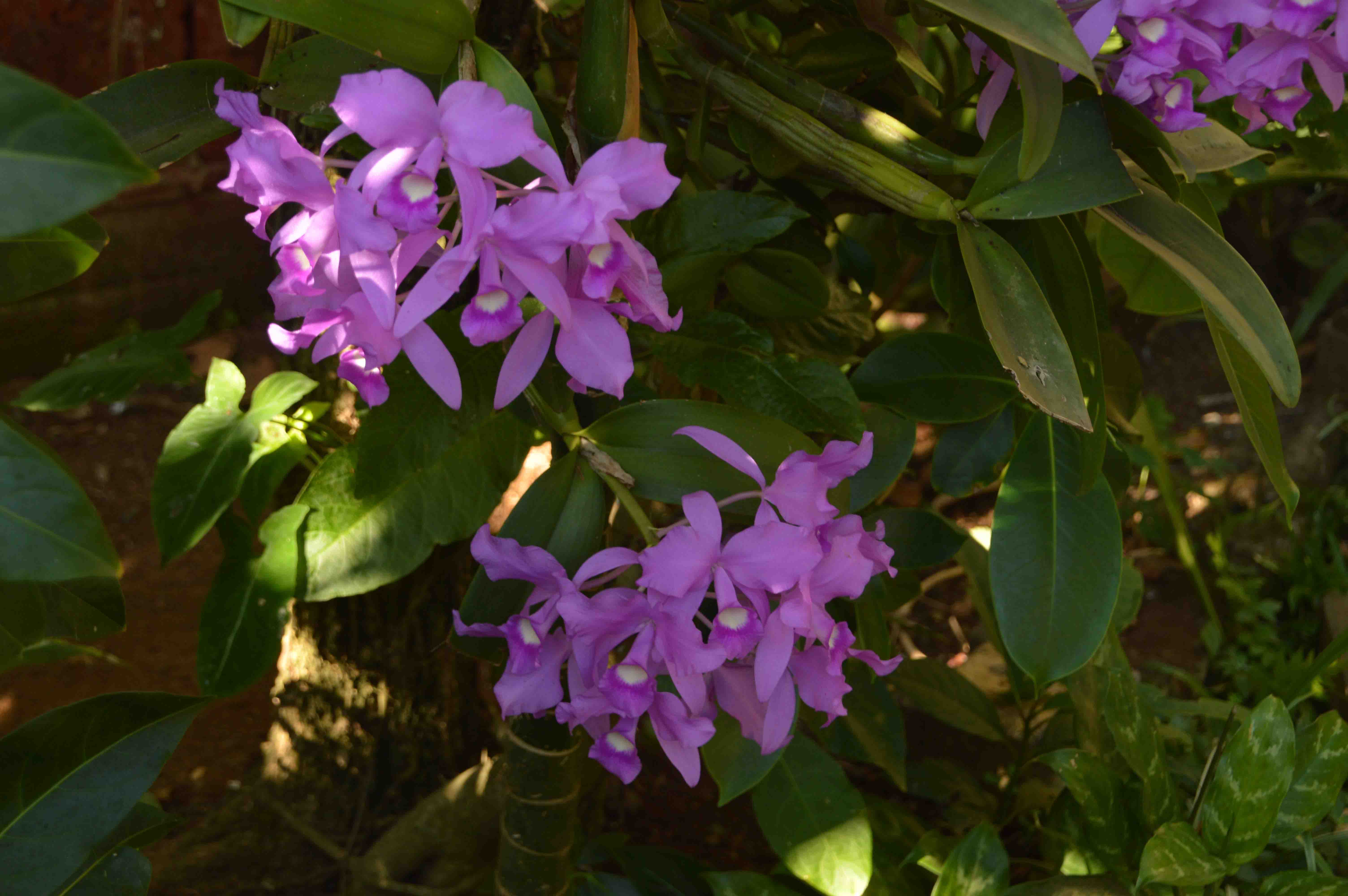 Foto: Guaria Morada - Alajuela, Costa Rica