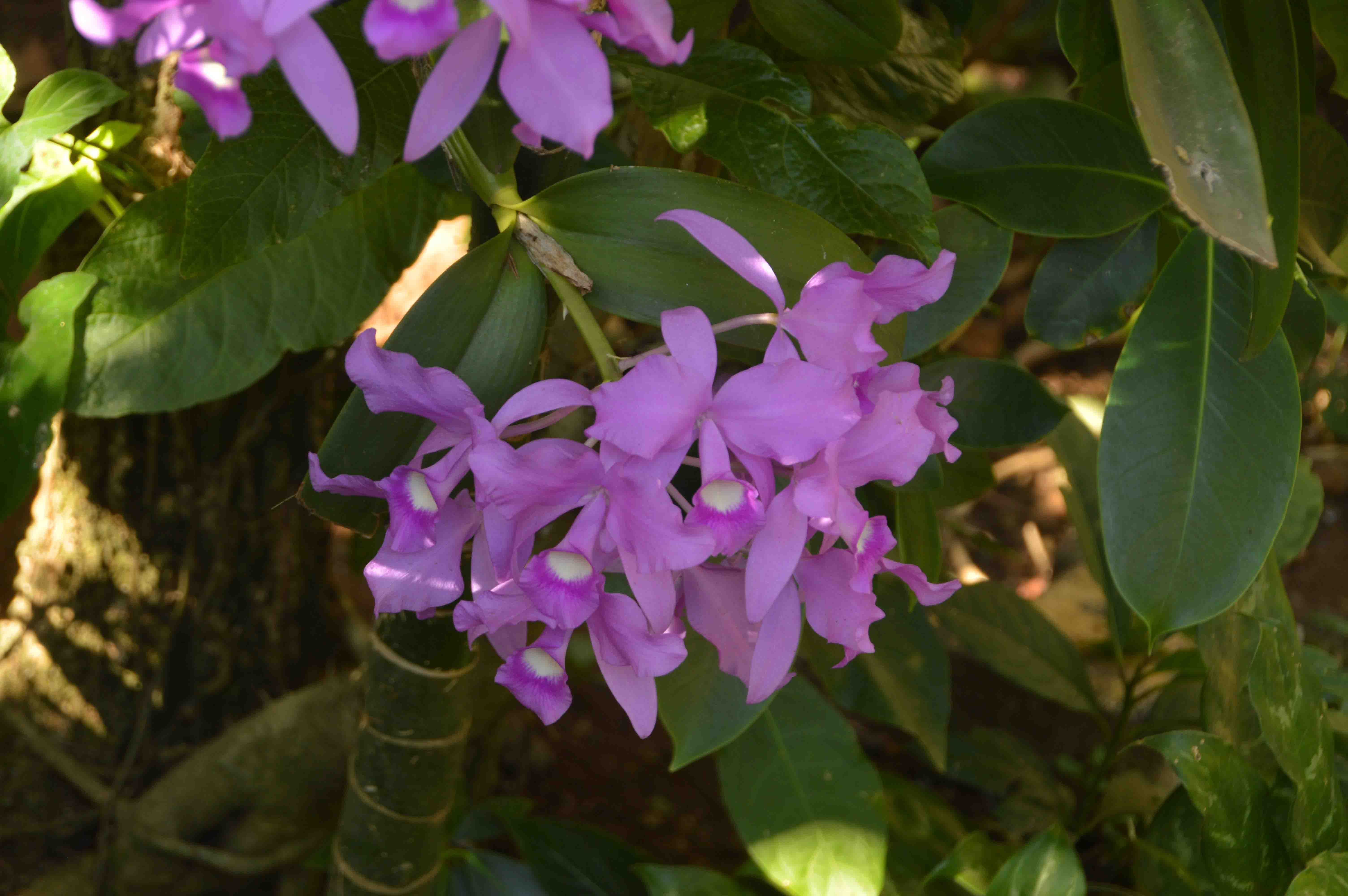 Foto: Guaria morada - Alajuela, Costa Rica