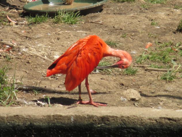 Foto: Ibis rojo acicalando sus plumas - Santillana del Mar (Cantabria ...