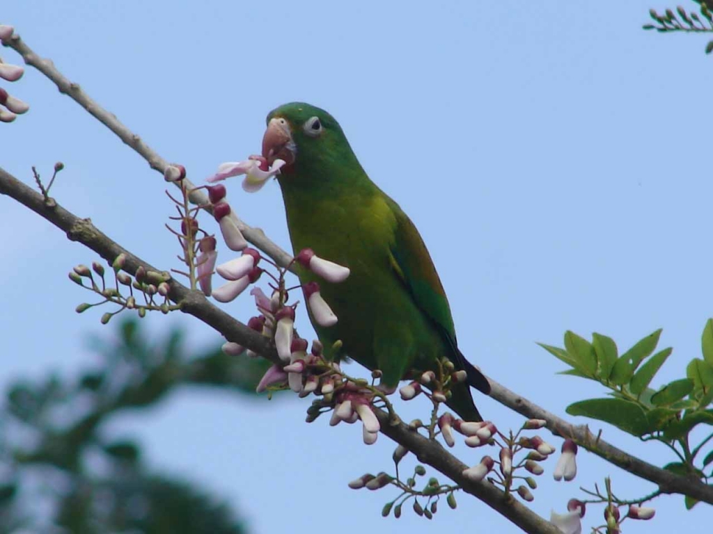 Foto de Guatuso, Costa Rica
