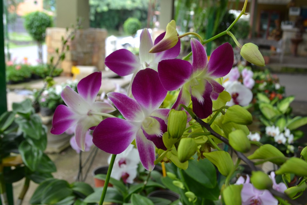 Foto: Orquideas de Costa Rica - Alajuela, Costa Rica