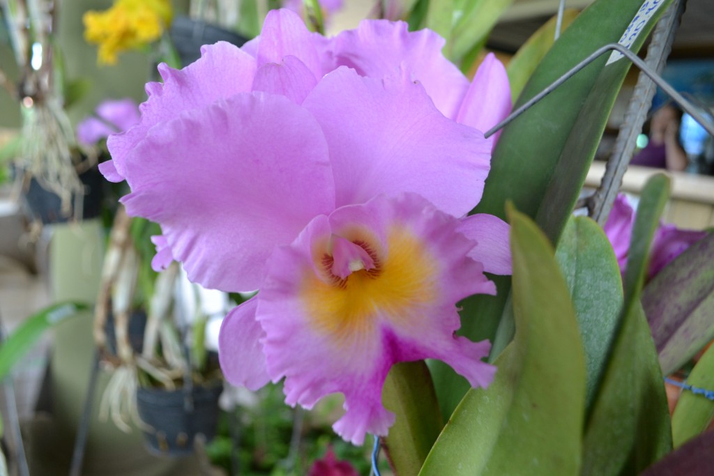 Foto: ORQUIDEAS DE COSTA RICA - Alajuela, Costa Rica