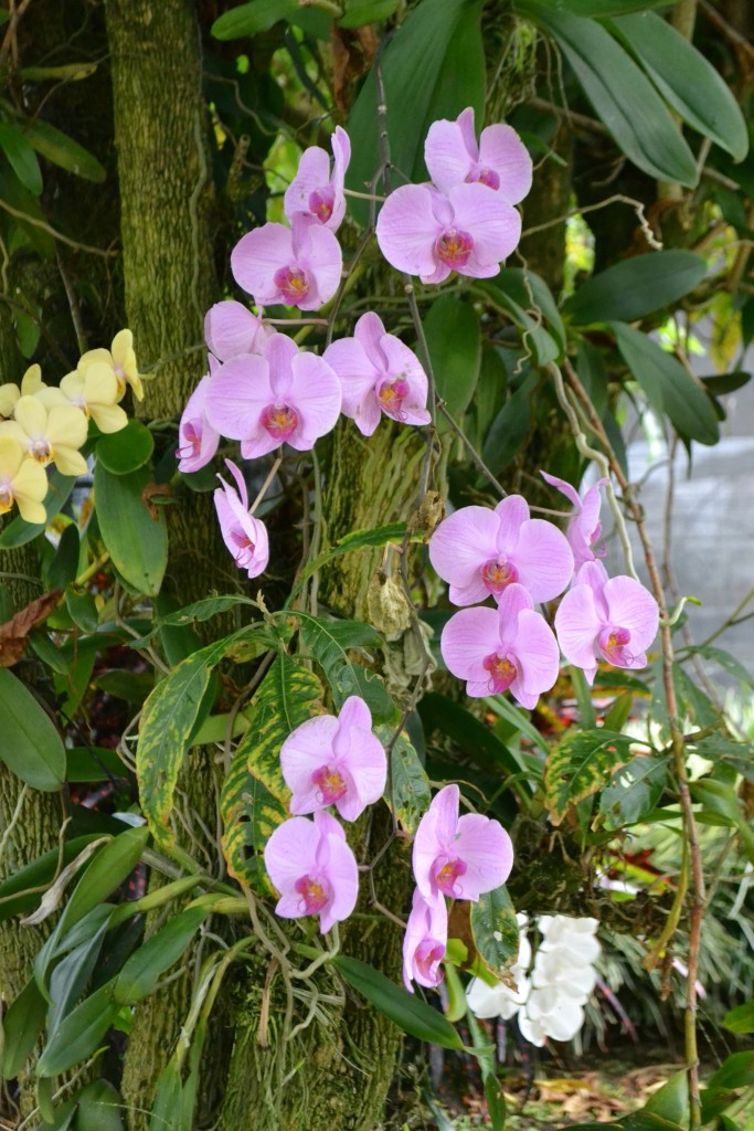 Foto: ORQUIDEAS DE COSTA RICA - Alajuela, Costa Rica