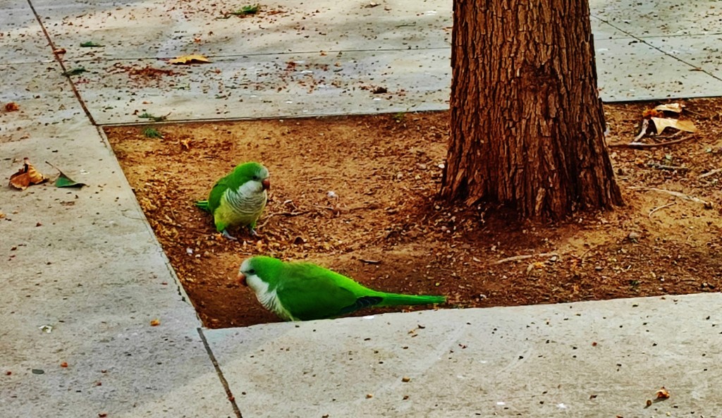 Foto: Cotorras - Barcelona (Cataluña), España